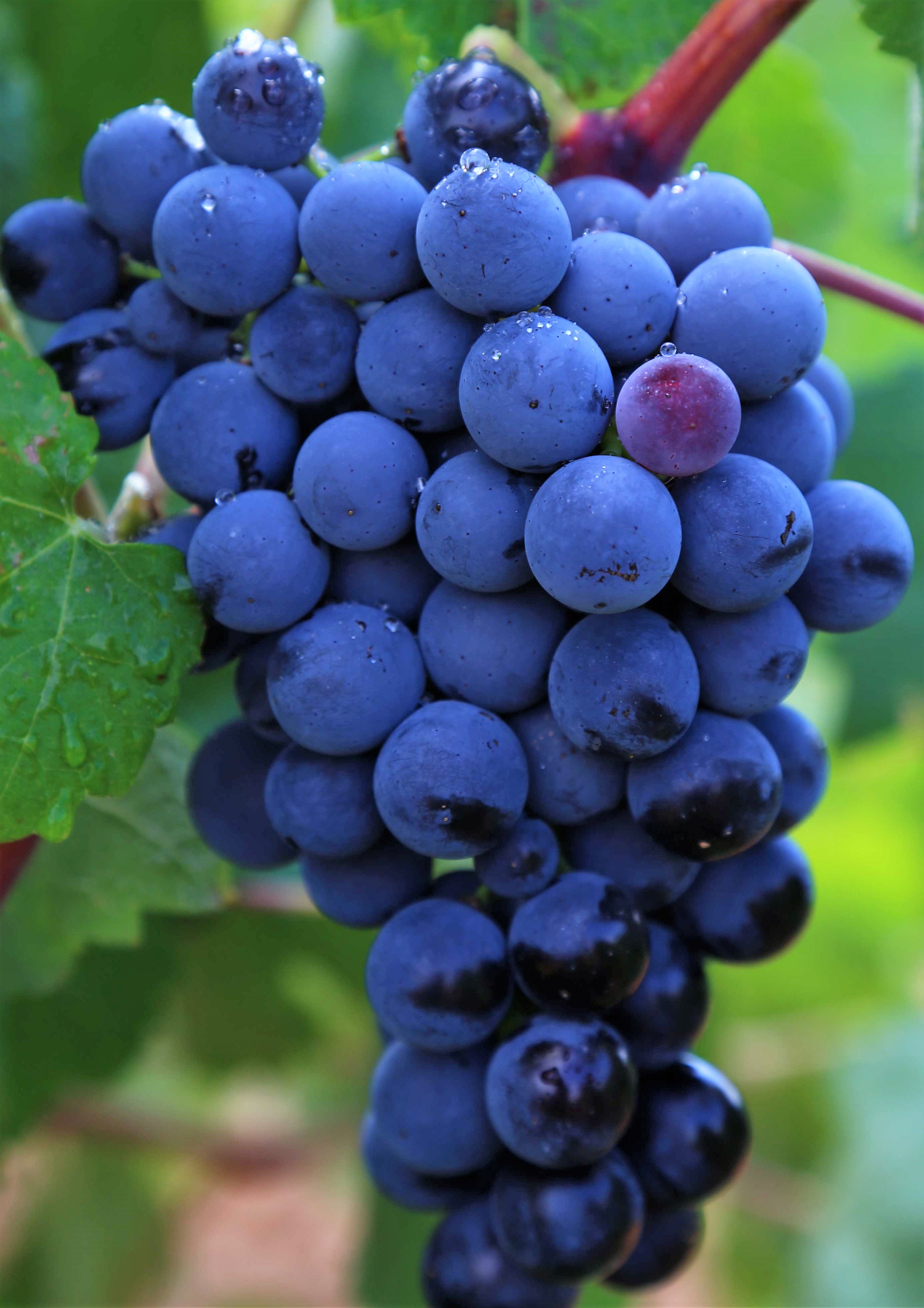 Vera de Estenas Launches its New Bobal-a VÍ Vid Report. – Vividblog